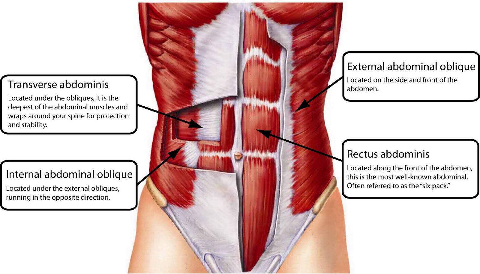 The Importance of Strong Core Muscles - Complete Fitness Design The Importance of Strong Core Muscles - Complete Fitness Design